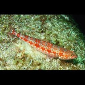 アカエソ(Synodus ulae) 魚図鑑 - 南国 Diving World