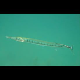 ハマダツ(Ablennes hians) 魚図鑑 - 南国 Diving World