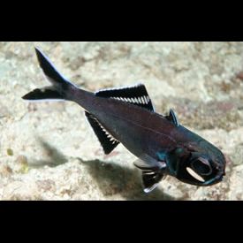 ヒカリキンメダイ(Anomalops katoptron) 魚図鑑 - 南国 Diving World