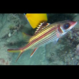 ウケグチイットウダイ(Neoniphon sammara) 魚図鑑 - 南国 Diving World