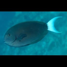 オハグロハギ(Acanthurus thompsoni) 魚図鑑 - 南国 Diving World