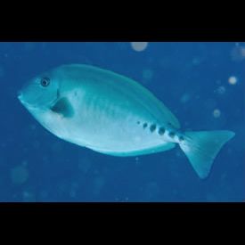 シックスプレートソウテール(Prionurus microlepidotus) 魚図鑑 - 南国 Diving World