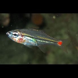 ネオンテンジクダイ(Apogon parvulus) 魚図鑑 - 南国 Diving World