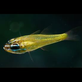 イエローカーディナルフィッシュ(Ostorhinchus luteus) 魚図鑑 - 南国 Diving World