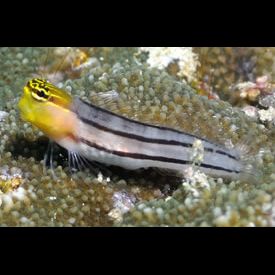 バスズコームトゥースブレニー(Ecsenius bathi) 魚図鑑 - 南国 Diving World