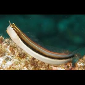 ヒトスジギンポ(Ecsenius lineatus) 魚図鑑 - 南国 Diving World