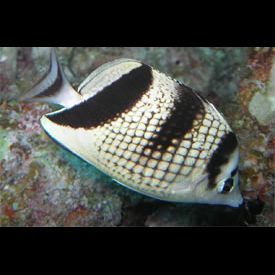 カガミチョウチョウウオ(Chaetodon argentatus) 魚図鑑 - 南国 Diving World