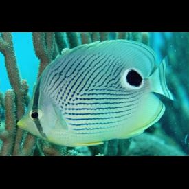 フォーアイバタフライフィッシュ(Chaetodon capistratus) 魚図鑑 - 南国 Diving World