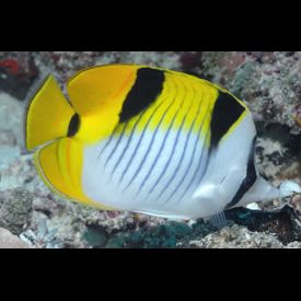 サドルバックバタフライフィッシュ(Chaetodon falcula) 魚図鑑 - 南国 Diving World