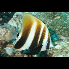 タキゲンロクダイ(Coradion altivelis) 魚図鑑 - 南国 Diving World