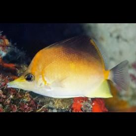 ロングスナウトバタフライフィッシュ(Prognathodes aculeatus) 魚図鑑 - 南国 Diving World