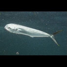 シイラ(Coryphaena hippurus) 魚図鑑 - 南国 Diving World