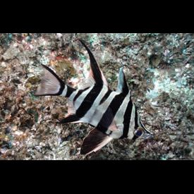 オールドワイフ(Enoplosus armatus) 魚図鑑 - 南国 Diving World