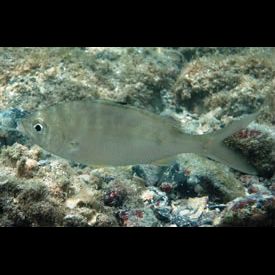 クロサギ(Gerres equulus) 魚図鑑 - 南国 Diving World