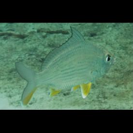 セダカクロサギ(Gerres erythrourus) 魚図鑑 - 南国 Diving World