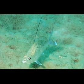 イトヒキサギ(Gerres filamentosus) 魚図鑑 - 南国 Diving World