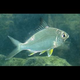 ミナミクロサギ(Gerres oyena) 魚図鑑 - 南国 Diving World