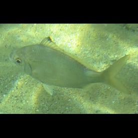 コモンシルバーベリー(Gerres subfasciatus) 魚図鑑 - 南国 Diving World