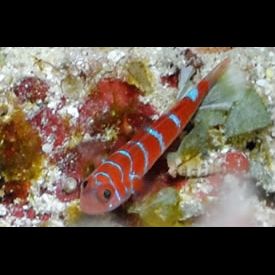 ブルーバードドワーフゴビー(Trimmatom eviotops) 魚図鑑 - 南国 Diving World