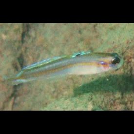 ロングフィンフェアリーゴビー(Tryssogobius longipes) 魚図鑑 - 南国 Diving World