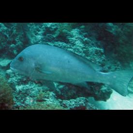 ペインテッドスイートリップス(Diagramma labiosum) 魚図鑑 - 南国 Diving World