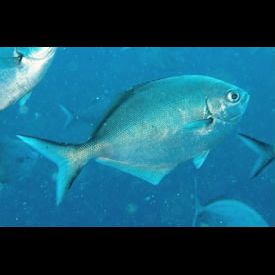 シルバースイープ(Scorpis lineolata) 魚図鑑 - 南国 Diving World