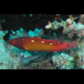 ディアナフォグフィッシュ(Bodianus diana) 魚図鑑 - 南国 Diving World