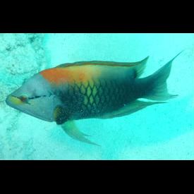 ギチベラ(Epibulus insidiator) 魚図鑑 - 南国 Diving World