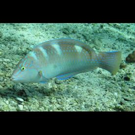 プディングワイフラス(Halichoeres radiatus) 魚図鑑 - 南国 Diving World