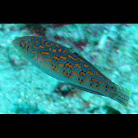 チモールラス(Halichoeres timorensis) 魚図鑑 - 南国 Diving World
