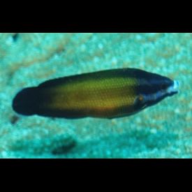 ミクロネシアンラス(Labropsis micronesica) 魚図鑑 - 南国 Diving World
