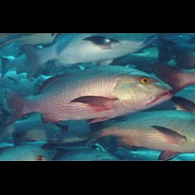 バラフエダイ(Lutjanus bohar) 魚図鑑 - 南国 Diving World