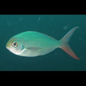 ヨゴレアオダイ(Paracaesio sordida) 魚図鑑 - 南国 Diving World