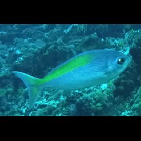 ウメイロ(Paracaesio xanthura) 魚図鑑 - 南国 Diving World