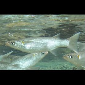 クチボソボラ(Neomyxus leuciscus) 魚図鑑 - 南国 Diving World