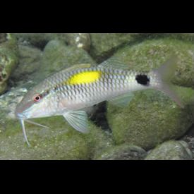 コバンヒメジ(Parupeneus indicus) 魚図鑑 - 南国 Diving World