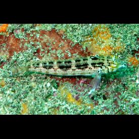 コウライトラギス(Parapercis snyderi) 魚図鑑 - 南国 Diving World