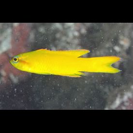 イエローデビルフィッシュ(Assessor flavissimus) 魚図鑑 - 南国 Diving World