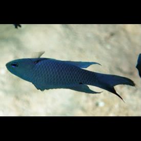 ブルーデビルフィッシュ(Assessor macneilli) 魚図鑑 - 南国 Diving World