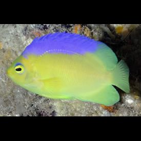 アヤメヤッコ(Centropyge colini) 魚図鑑 - 南国 Diving World