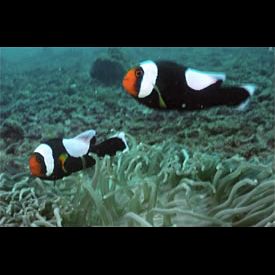 トウアカクマノミ(Amphiprion polymnus) 魚図鑑 - 南国 Diving World