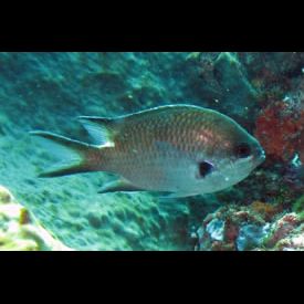 スズメダイ(Chromis notata) 魚図鑑 - 南国 Diving World