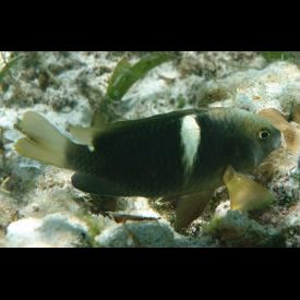 スジブチスズメダイ(Chrysiptera biocellata) 魚図鑑 - 南国 Diving World