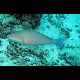 カンデラモアパロットフィッシュ(Hipposcarus harid) 魚図鑑 - 南国 Diving World