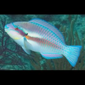 ストライプドパロットフィッシュ(Scarus iseri) 魚図鑑 - 南国 Diving World