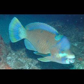 バンプヘッドパロットフィッシュ(Scarus perrico) 魚図鑑 - 南国 Diving World