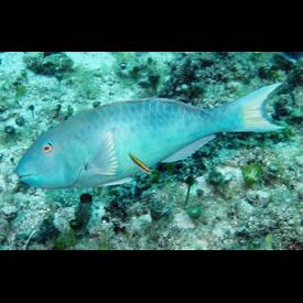 レッドフィンパロットフィッシュ(Sparisoma rubripinne) 魚図鑑 - 南国 Diving World