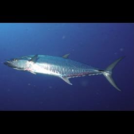 ヨコシマサワラ(Scomberomorus commerson) 魚図鑑 - 南国 Diving World