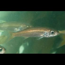 ムツ(Scombrops boops) 魚図鑑 - 南国 Diving World