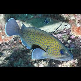 イースタンウィラー(Acanthistius ocellatus) 魚図鑑 - 南国 Diving World